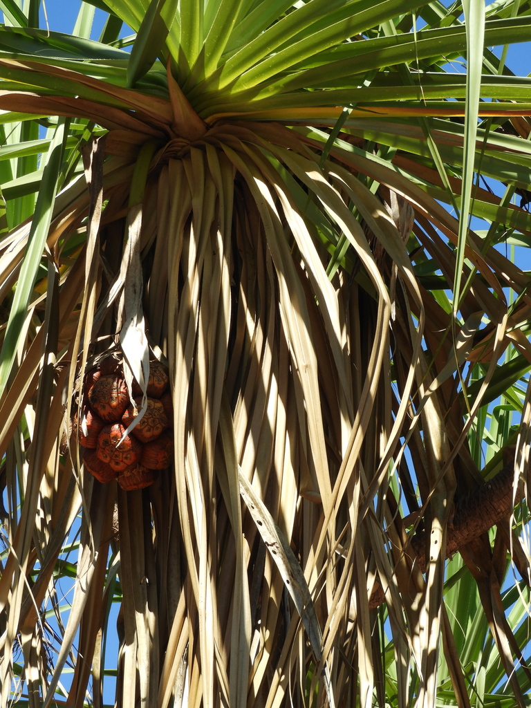 Screw Palm from Litchfield Park NT 0822, Australia on July 2, 2019 at ...