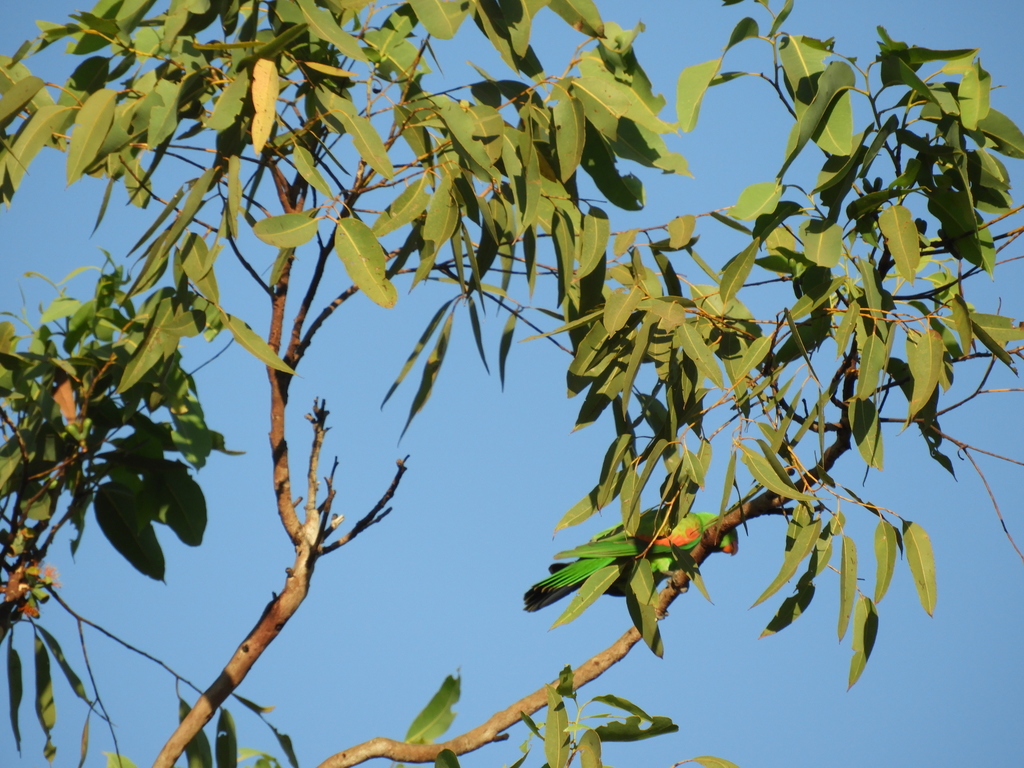 Red-winged Parrot from Litchfield Park NT 0822, Australia on July 2 ...