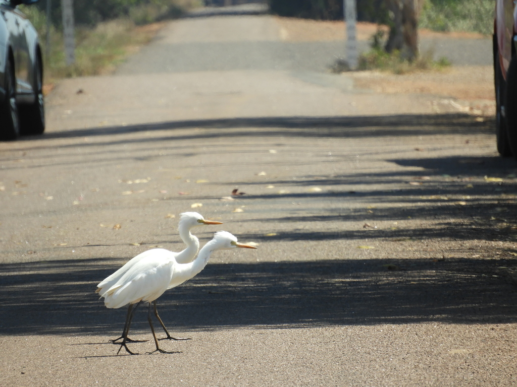 Cattle Egret from Middle Point NT 0822, Australia on July 4, 2019 at 12 ...