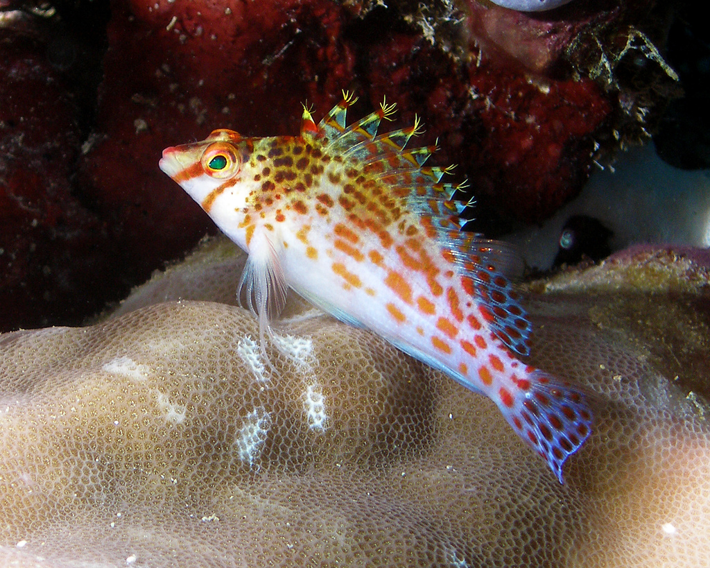 Dwarf Hawkfish from New Georgia Group, Solomon Islands on September 17 ...