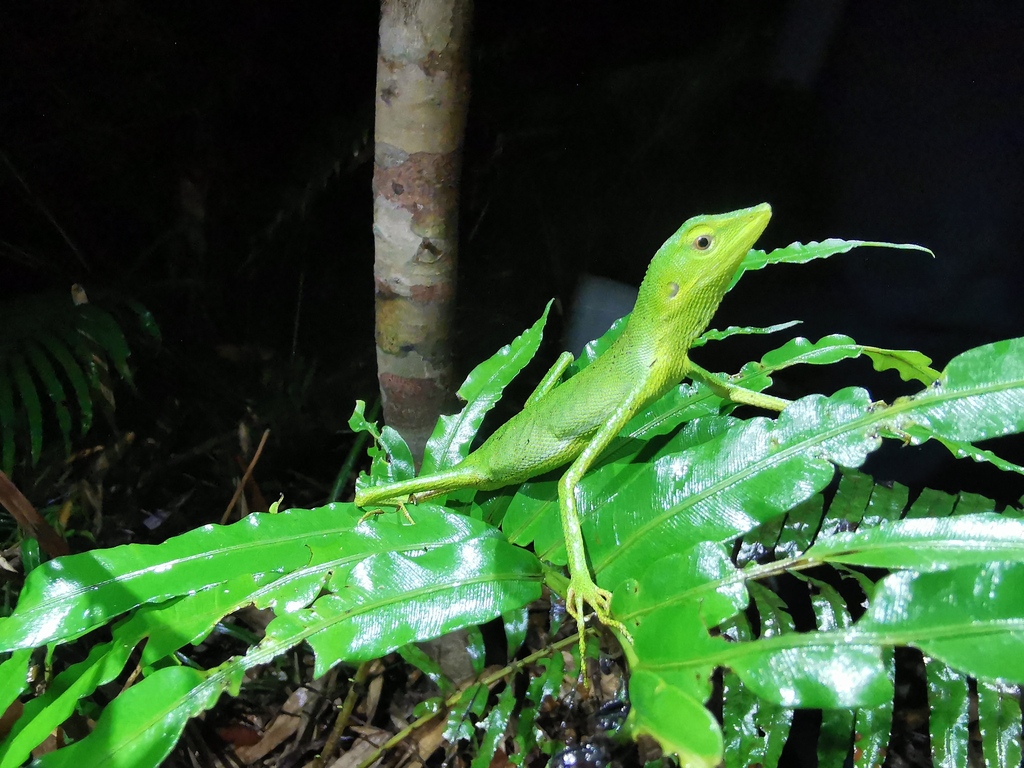 Vietnamese Forest Lizard (Bronchocela vietnamensis) - Snakes and Lizards