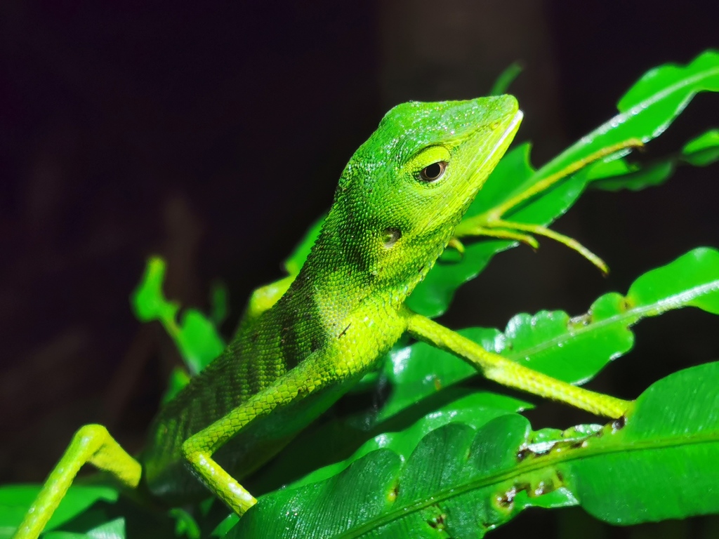 Vietnamese Forest Lizard (Bronchocela vietnamensis) - Snakes and Lizards