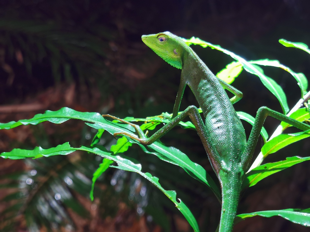 Vietnamese Forest Lizard (Bronchocela vietnamensis) - Snakes and Lizards