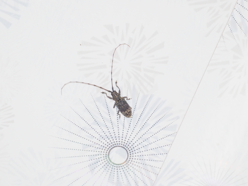 Genus Myagrus · iNaturalist