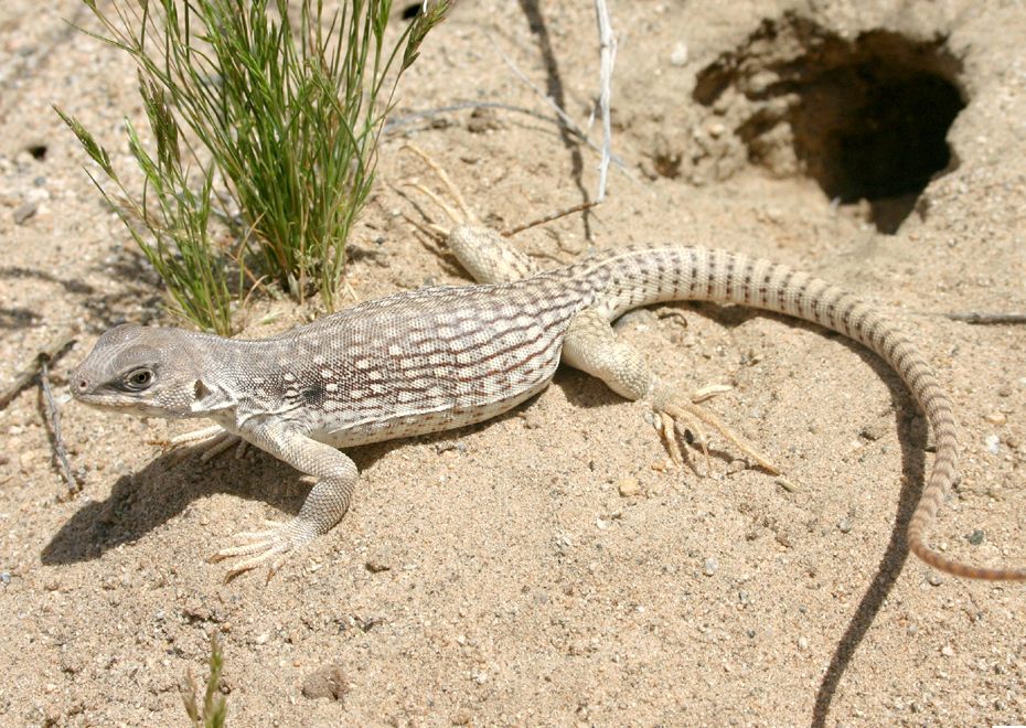 Northern Desert Iguana in April 2020 by Flaxington · iNaturalist