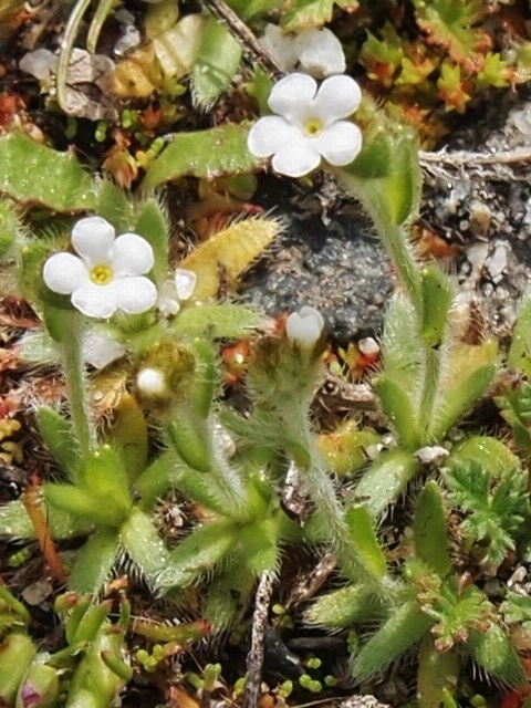 Pacific popcornflower (Flora Species Of The San Joaquin Experimental ...