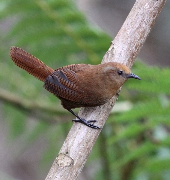 Peruvian Wren (Cinnycerthia peruana) - Avian Discovery