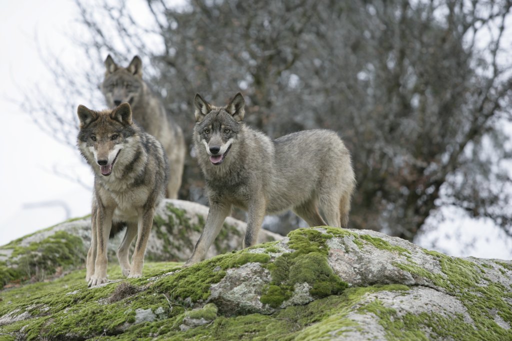 Iberian Wolf (Canis lupus signatus) - Know Your Mammals