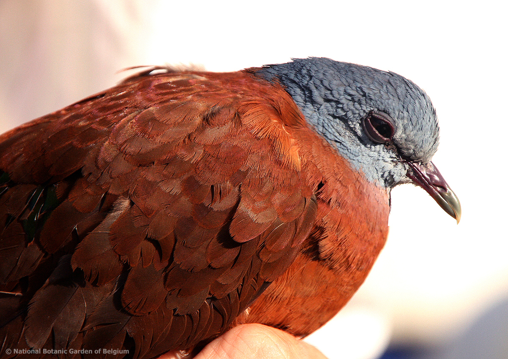 Blue-headed Wood-Dove (Aves of e-c DrC) · iNaturalist