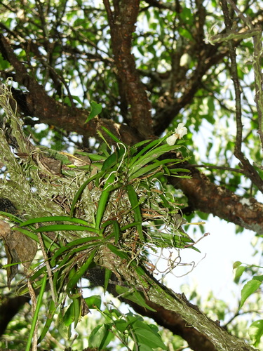 Genus Thrixspermum · iNaturalist United Kingdom