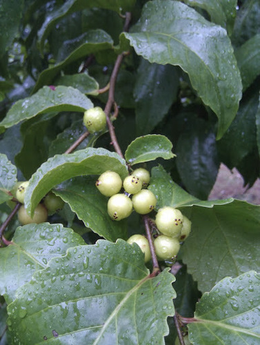 Lobi-lobi (Flora Singapore List F) · iNaturalist