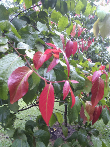 Lobi-lobi (Flora Singapore List F) · iNaturalist