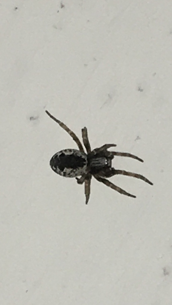 Civic Meshweaver from Denkova, Kroměříž, Zlínský, CZ on May 03, 2020 at ...