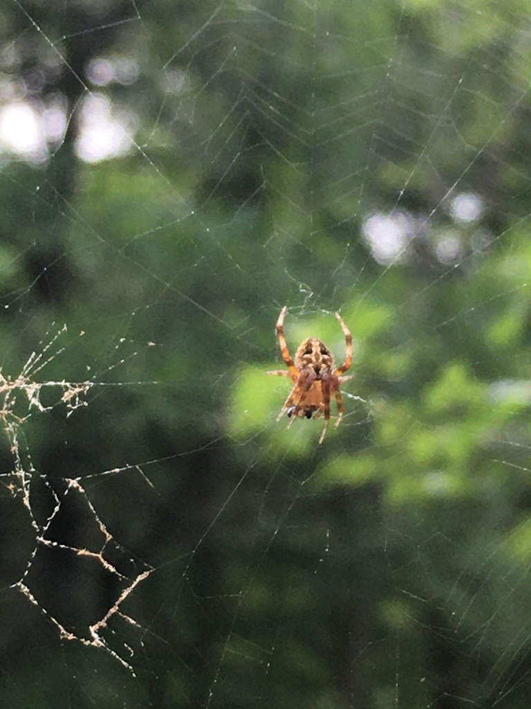 Spotted Orbweaver from Bridgeport, TX, US on May 3, 2020 at 09:05 AM by ...