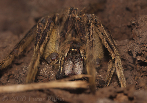 Phoneutria boliviensis (Arachnids of Loreto, Peru) · iNaturalist
