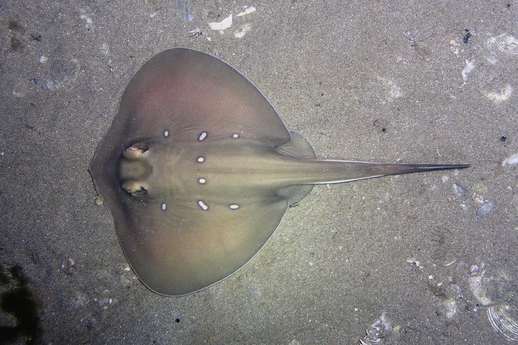 Sparsely-spotted Stingaree (Urolophus paucimaculatus) - Marine Life ...