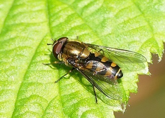 Parasyrphus punctulatus from Tividale - garden on April 27, 2020 by ...