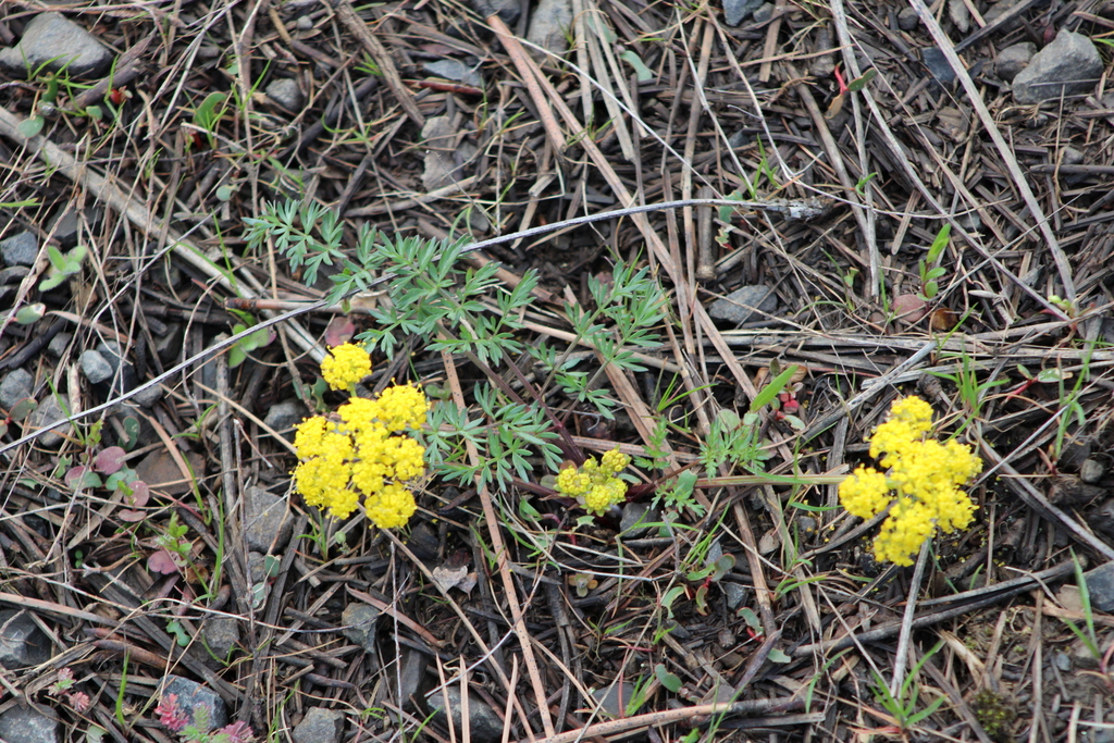 Cous-root Desert-parsley from Union County, OR, USA on April 27, 2020 ...