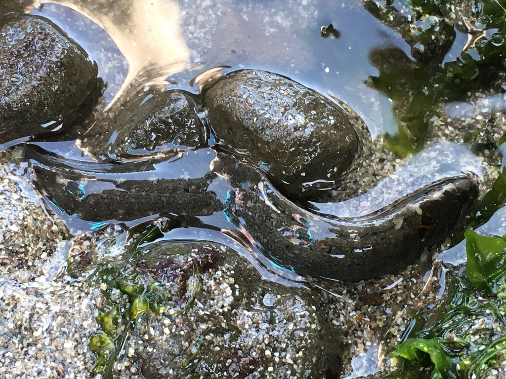 Monkey-faced Prickleback (Cebidichthys violaceus) - Marine Life ...