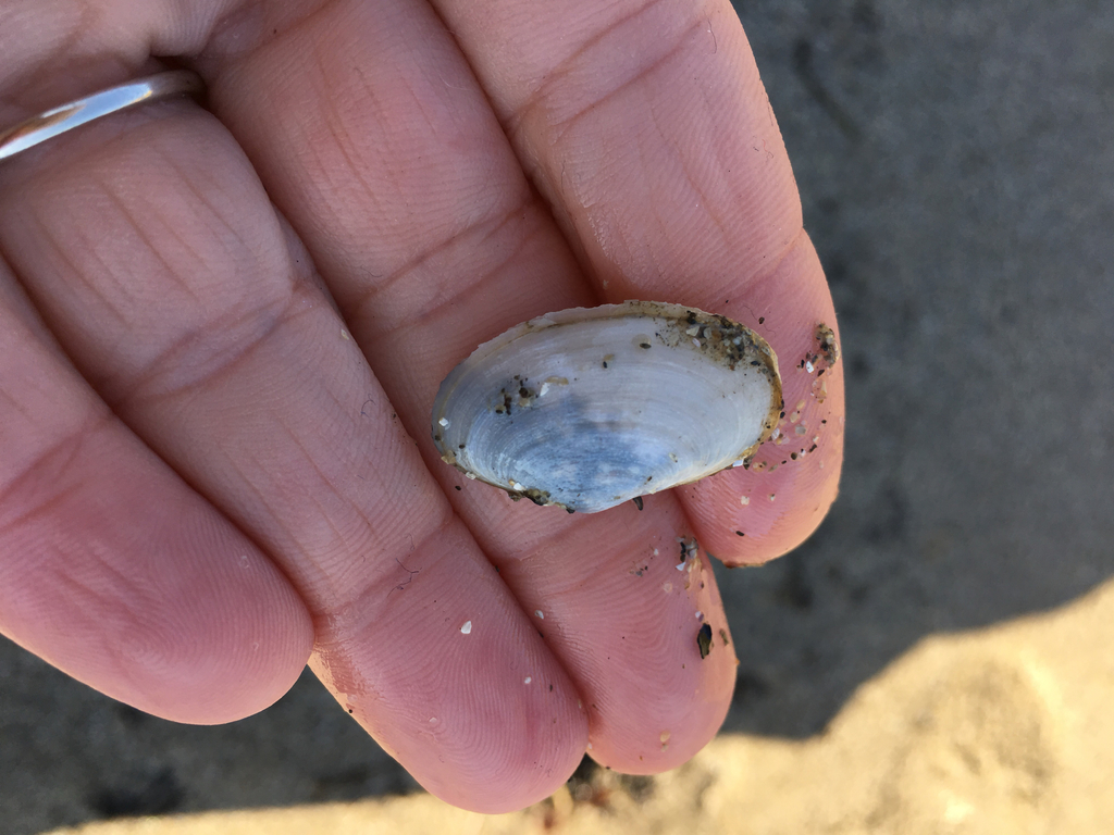 Pacific Gaper (China Cove Organisms) · iNaturalist