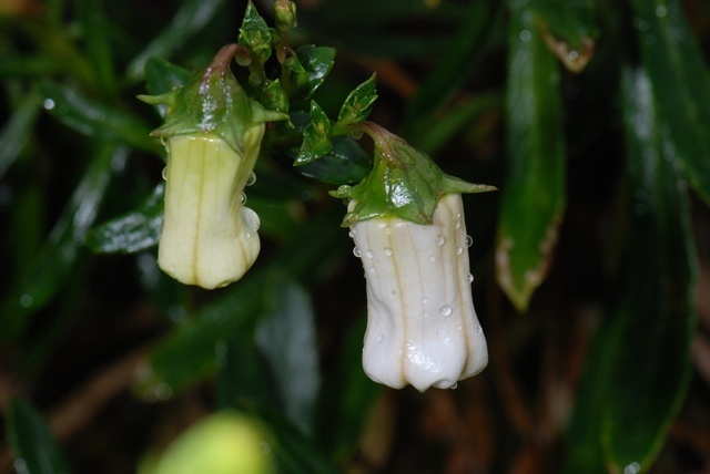 Azores Bellflower (Azorina vidalii) - Botanical Realm