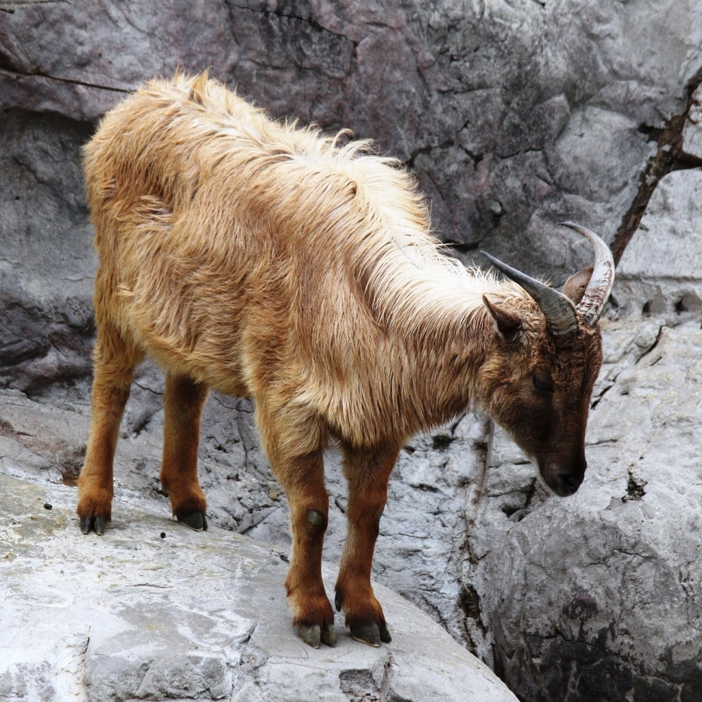 Himalayan Tahrs (Hemitragus) - Know Your Mammals