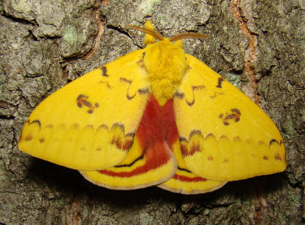Genus Automeris (Guia de Mariposas y polillas de Paco´s Reserva de ...