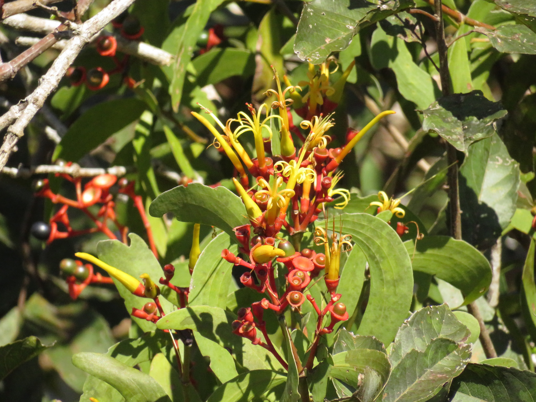 Psittacanthus cucullaris (Lam.) G.Don