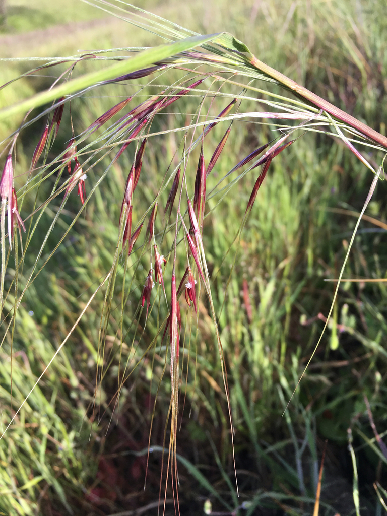 purple needlegrass (Nassella pulchra) - Botanical Realm