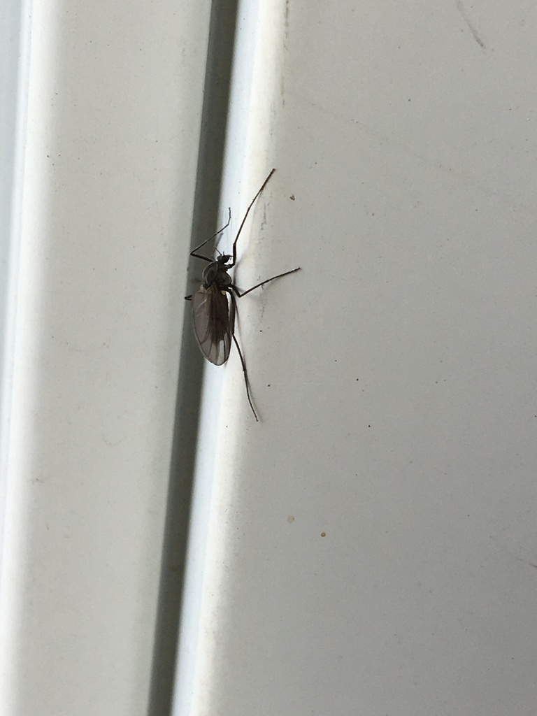 Non-biting Midges from Douglasdale, Calgary, AB T2Z, Canada on April 30 ...