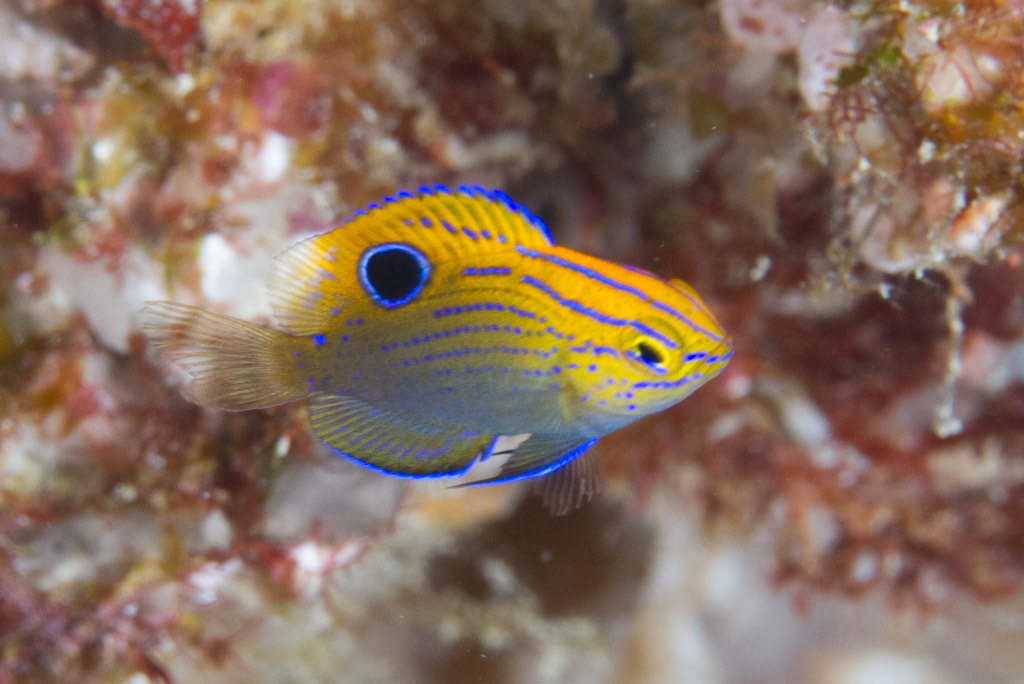 Princess Damsel (Pomacentrus vaiuli) - Marine Life Identification
