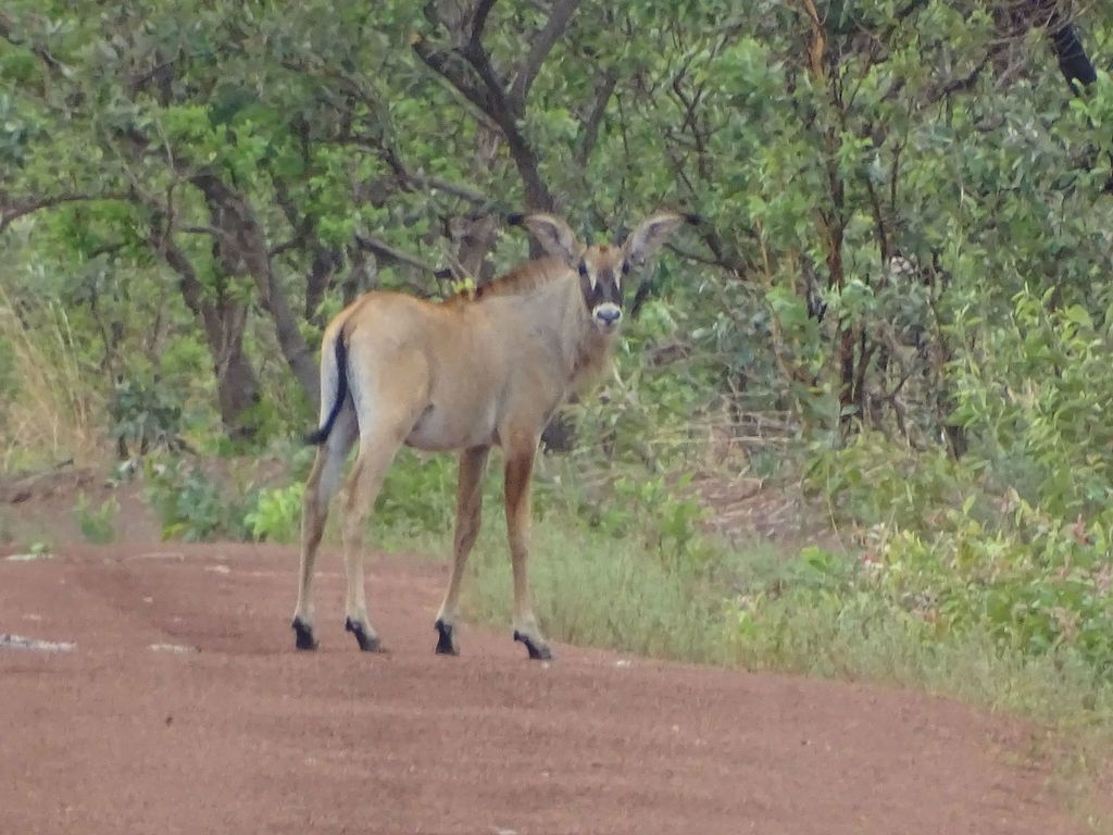 Western Roan Antelope from Tanguiéta, Benin on April 30, 2020 at 08:27 ...