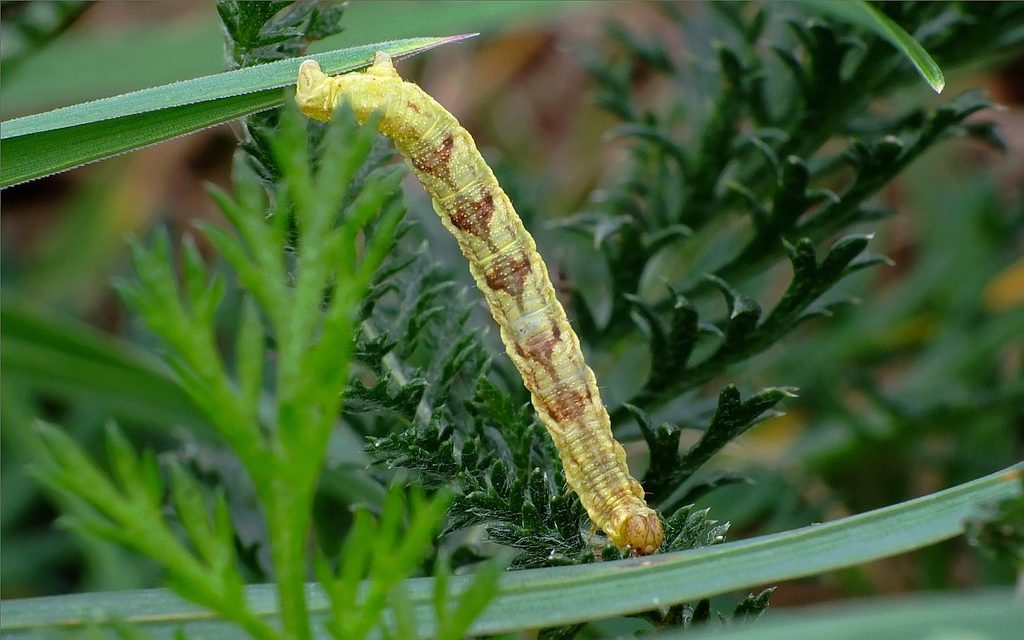 Wormwood Pug (Moths and Butterflies of Massachusetts ) · iNaturalist
