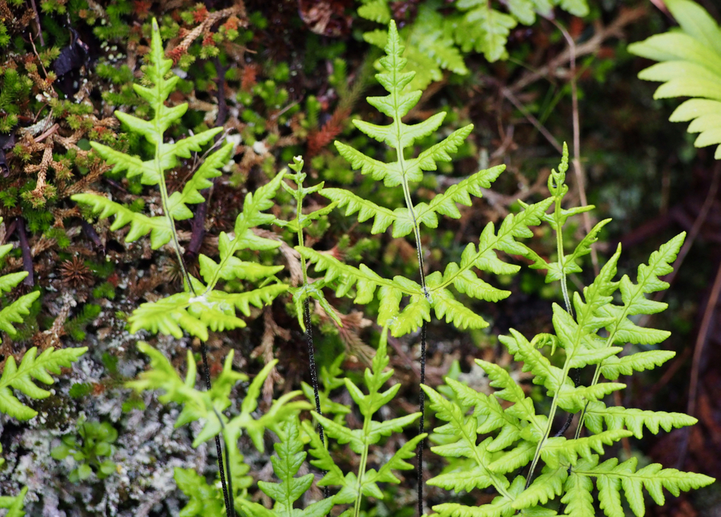 goldback fern from Skagit County, WA, USA on April 14, 2017 at 10:07 AM ...