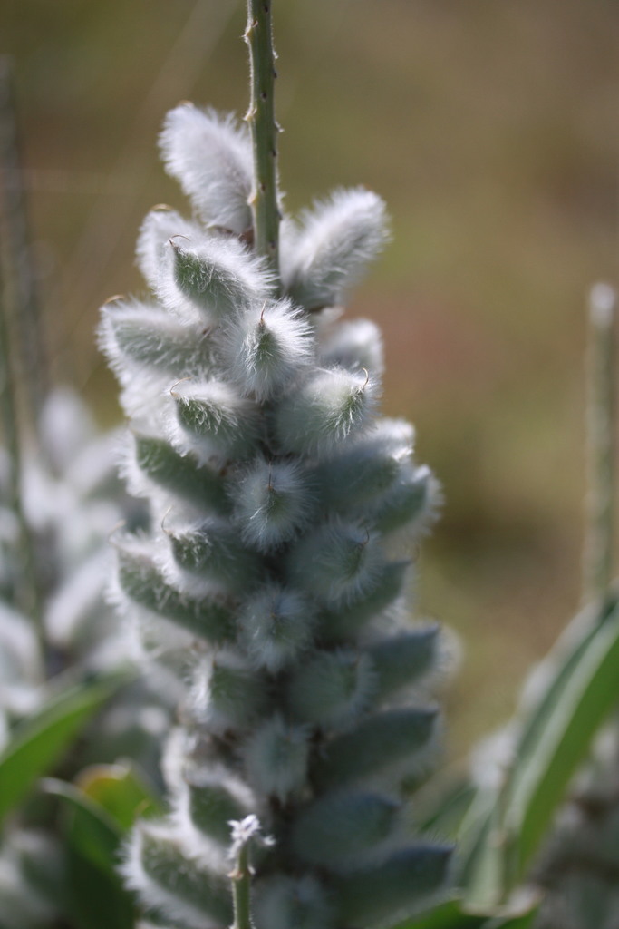 Lady Lupine (Plants of the Florida Sandhill) · iNaturalist