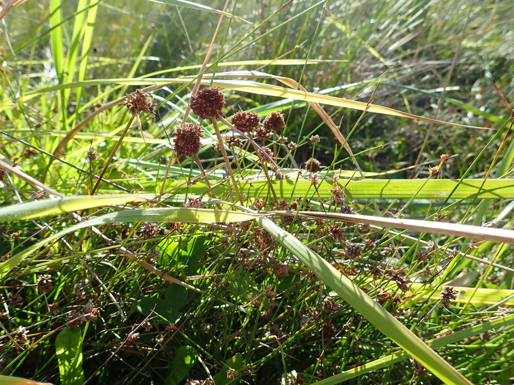 Juncus caespiticius from Himatangi Beach, New Zealand on May 2, 2020 at ...