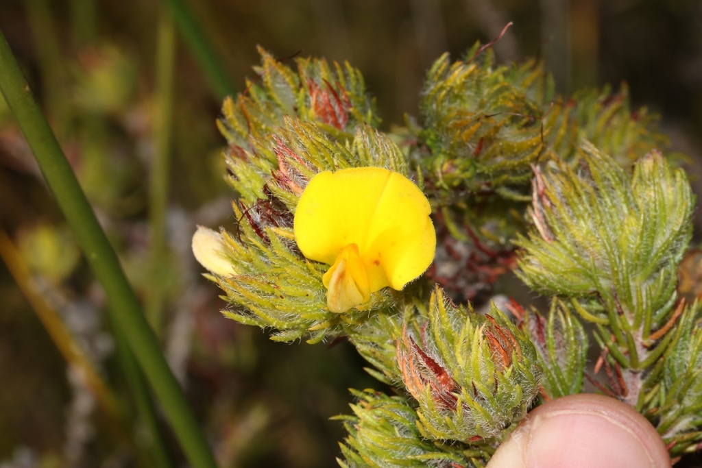 Fringe Capegorse (Eastford 7 & 8 - Plaaslike Inheemse Plante) · iNaturalist