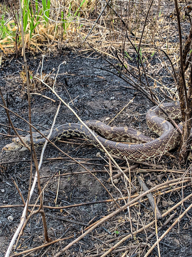 Gopher Snake from SW 100th St, Denton, NE, US on May 3, 2020 at 12:31 ...