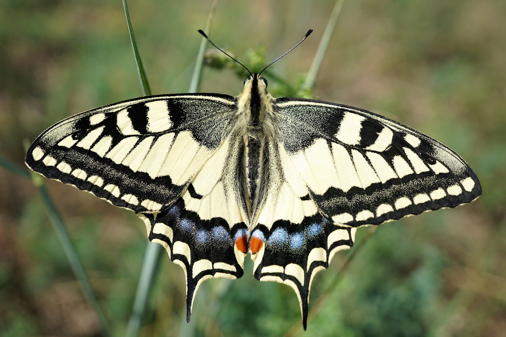 Old World Swallowtail (Papilio machaon) (I) (Wildlife of the United ...