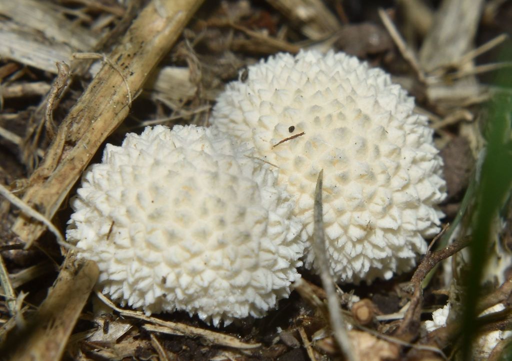 Peeling Puffball from Santa Teresa, Santa Fe, Argentina on May 03, 2020 ...