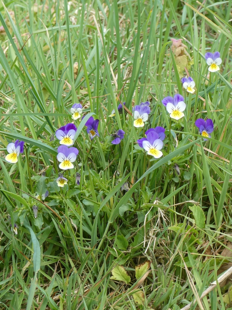 Wild Pansy from 6005 PL Weert, Nederland on May 3, 2020 at 10:34 AM by ...