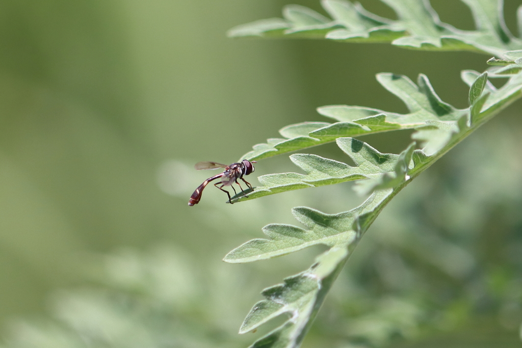 Four-speckled Hover Fly from Ochopee, FL 34141, USA on May 02, 2020 at ...