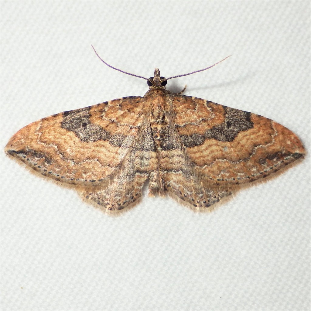 Gem Moth from Fitzgerald Rd, Burdett, NY 14818, USA on April 30, 2020 ...