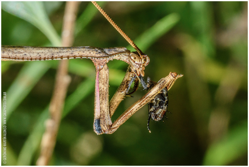 Pseudovates iheringi (Guide to Unicorn Mantises (Tribe Vatini ...