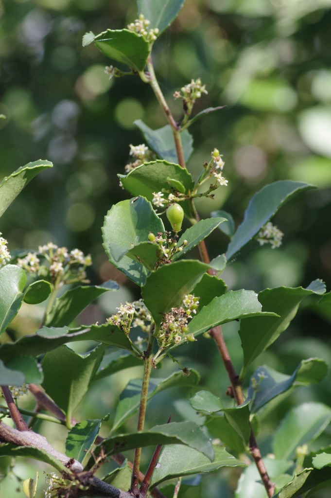 White Forest Spikethorn (Enseleni Nature Reserve - Plants) · iNaturalist