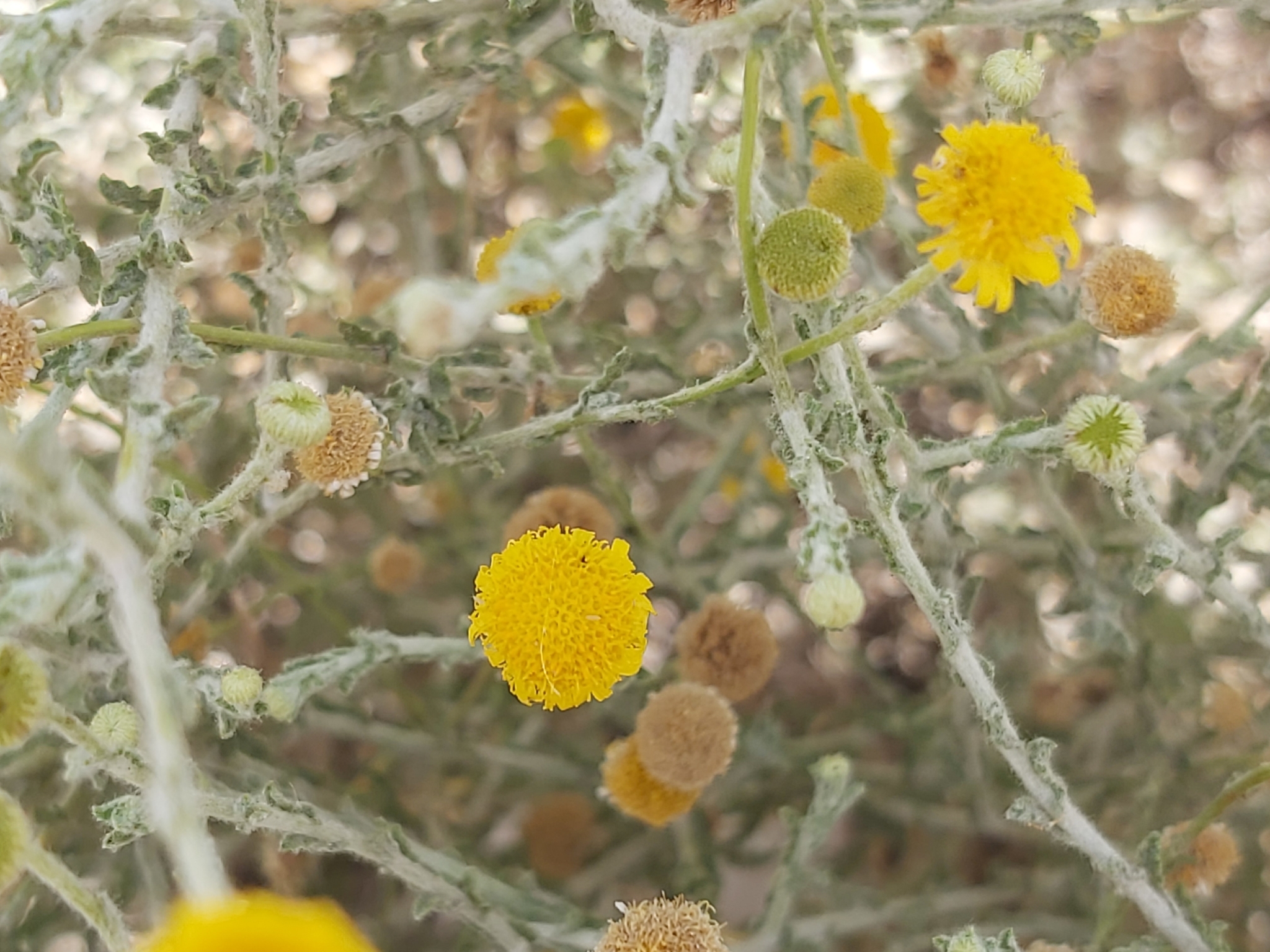 Pulicaria undulata (L.) C.A.Mey.