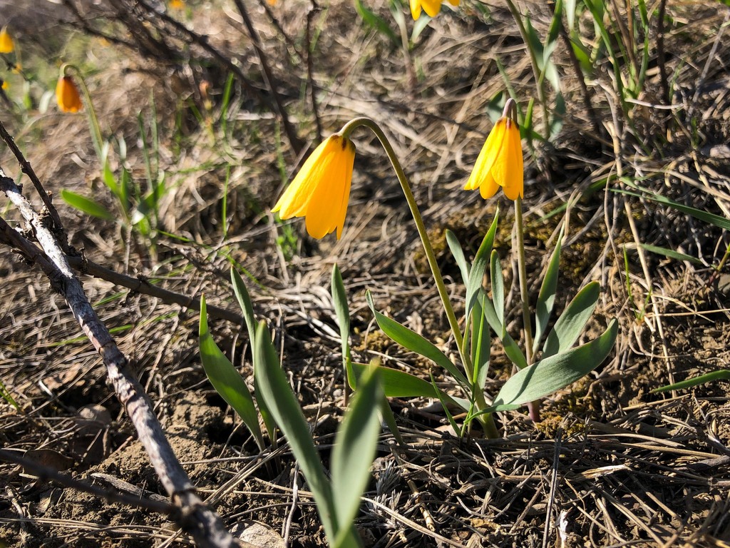 yellow fritillary from Division No. 2, Alberta, Canada on May 2, 2020 ...