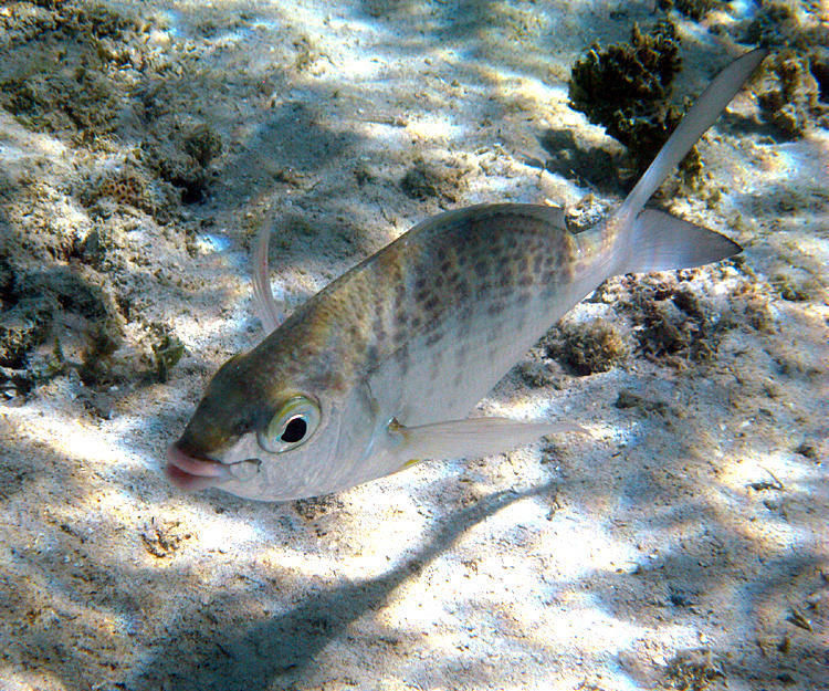 Silverbiddies (Gerres) - Marine Life Identification