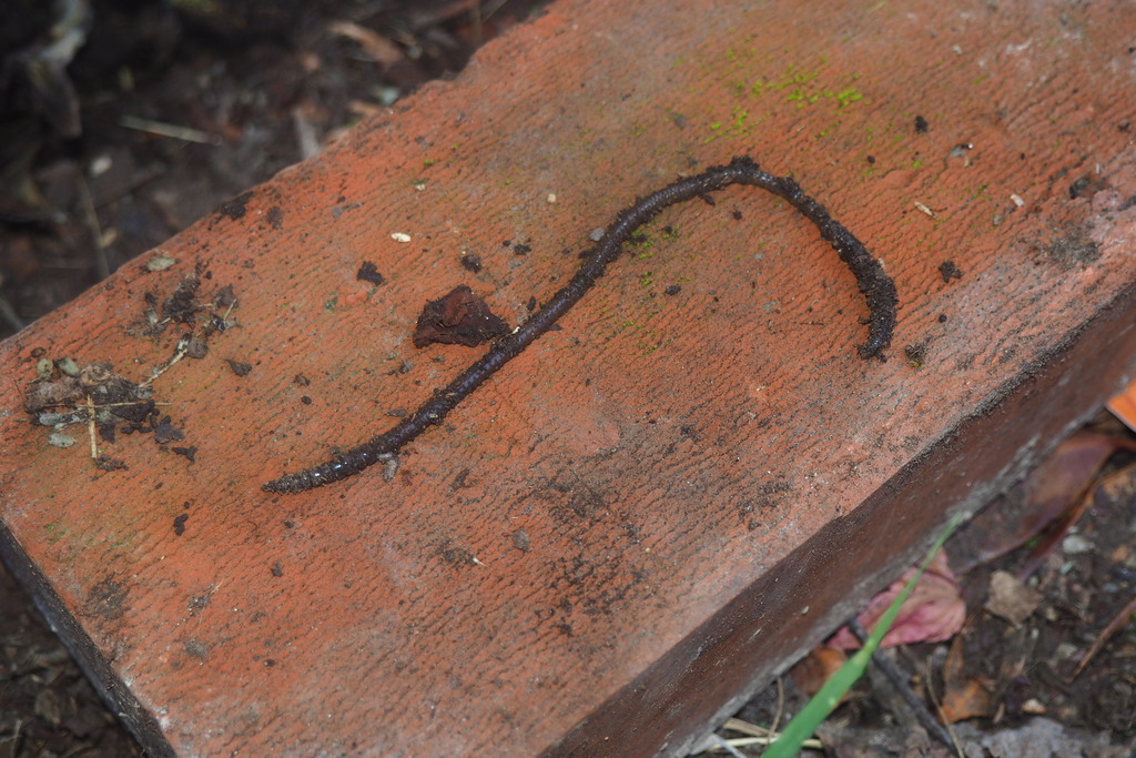 Earthworms and allies from 62 Peverel street, Riccarton, New Zealand on ...
