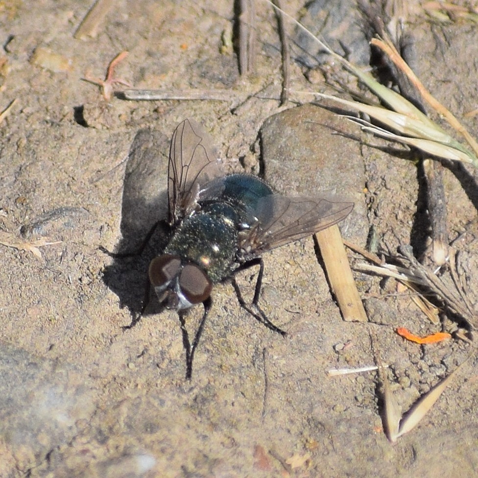 Black Blow Fly from Joseph D. Grant County Park, CA, USA on May 03 ...